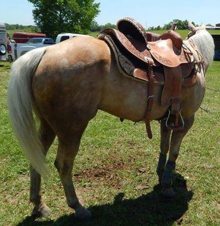Everwind Ranch Horses for Sale